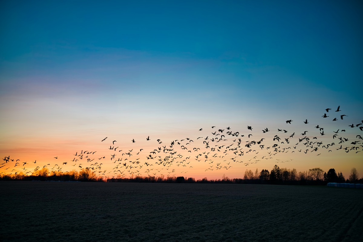 Illinois Hosts Massive 8.5 Million Bird Migration Through Chicago,