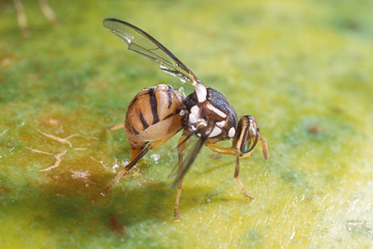 California's Battle Against Invasive Oriental Fruit Fly Threatens