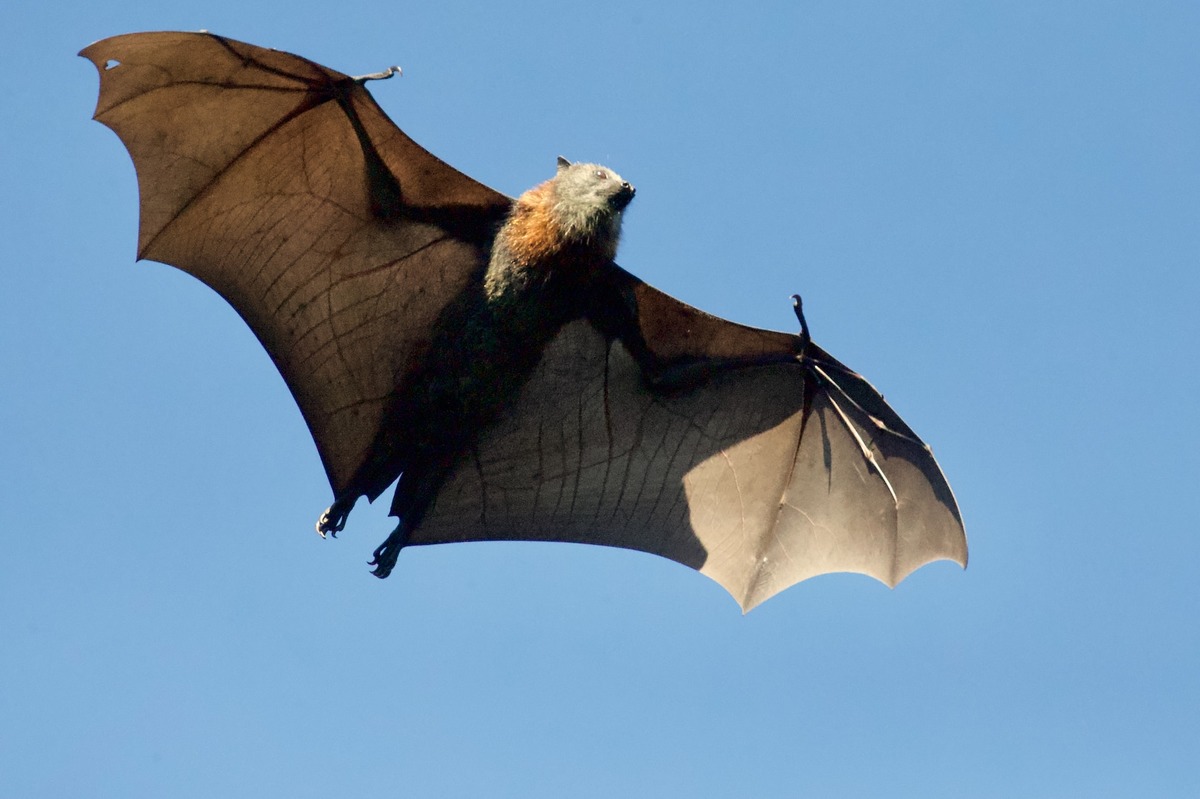 Seen More Bats Around Chicago? No Cause for Alarm as Seasonal