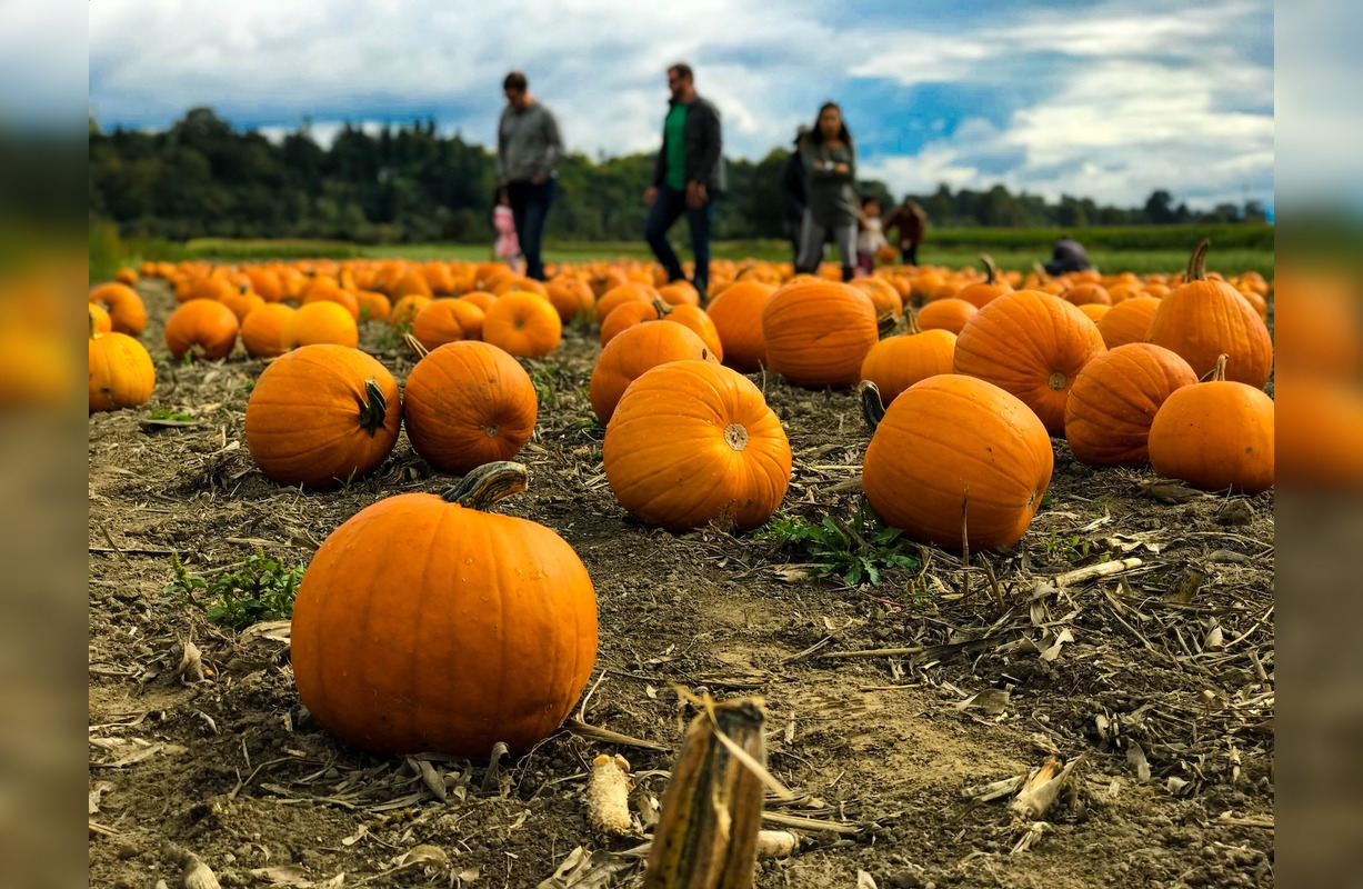 Chicago Embraces Fall Festivities: Pumpkin Patches, Apple Orchards,