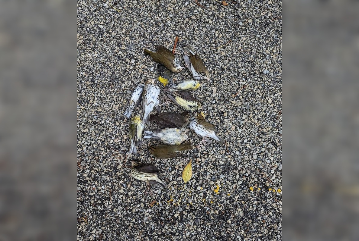 Massive Bird-Fatality Incident at Chicago's McCormick Place Lakeside