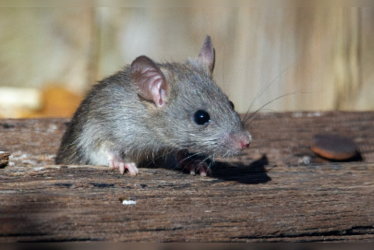 Los Angeles Rises on America's "Rattiest" Cities List, San Francisco,