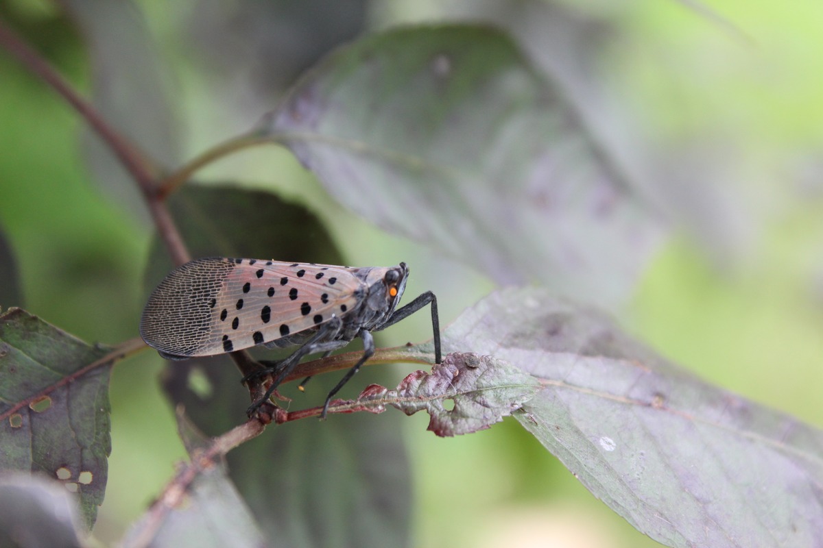 Spotted Lanternfly Invasion Continues as Ninth Hub Takes Root in