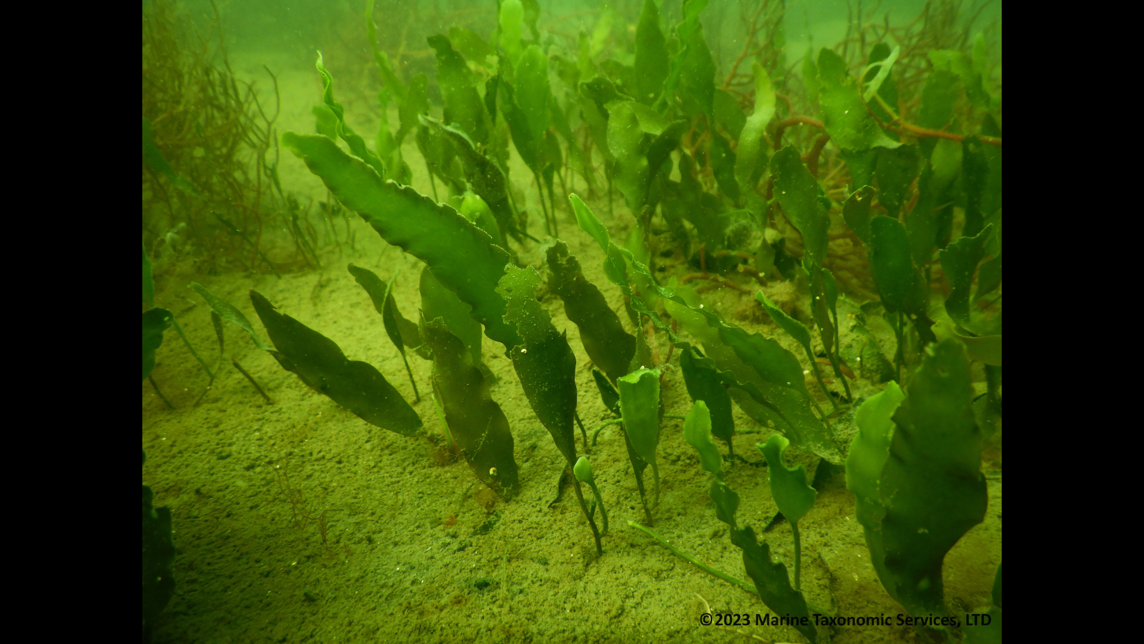 San Diego Agencies Unite to Combat Invasive Seaweed Threatening Native