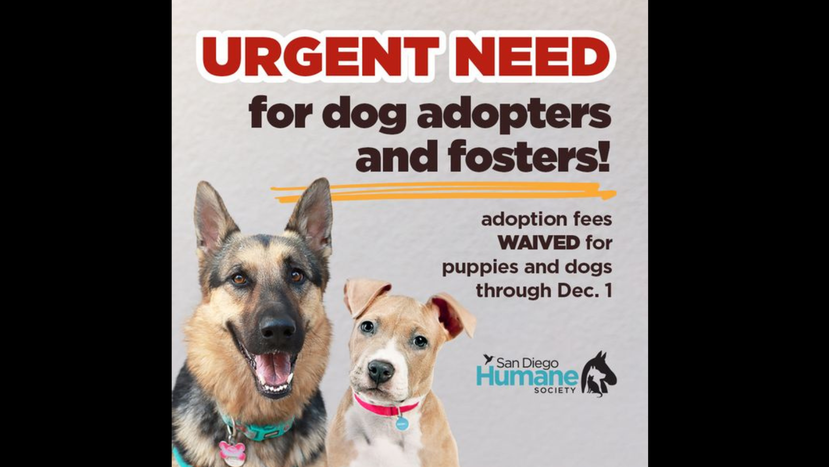 San Diego Humane Society Waives Adoption Fees amid Record Dog