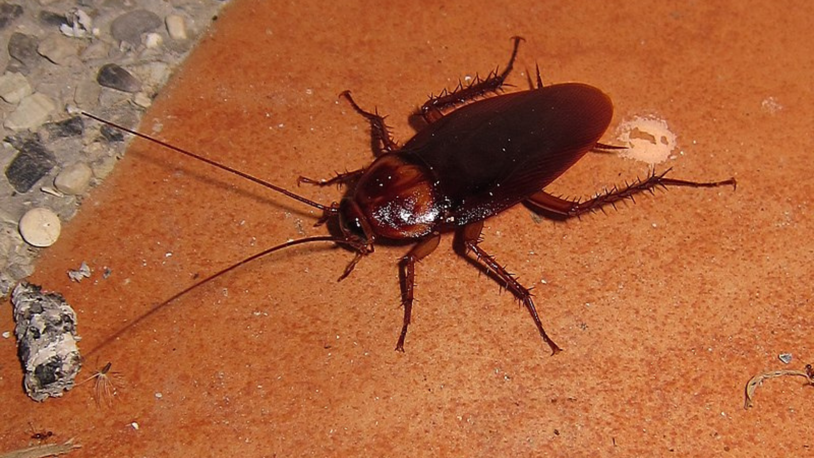 Dallas Eateries Pass Health Inspections Amid Roach Violations as Fort