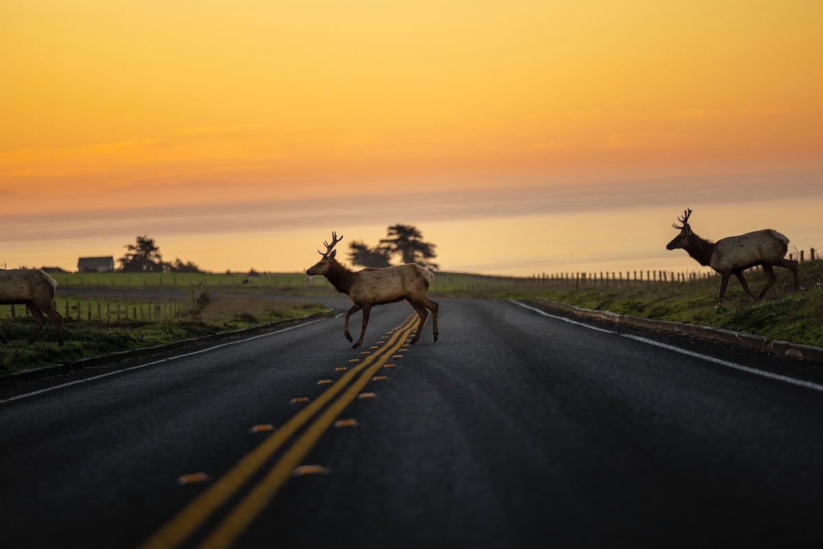 Eden Prairie Launches Nighttime Deer Management as Residents Seek