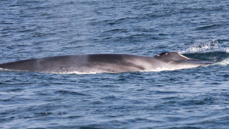 Endangered Fin Whale Carcass Washes Ashore in San Diego, Suspected