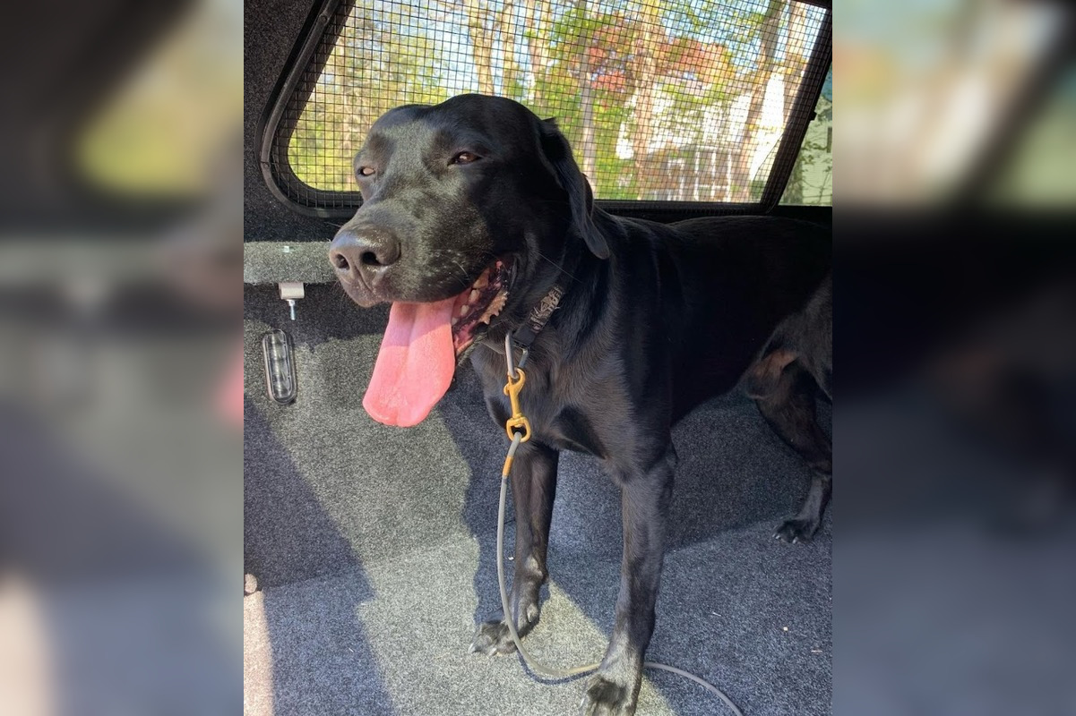 Hit-and-Run Hound Horror: Groton PD Scours for Suspect in K-9 Bane's