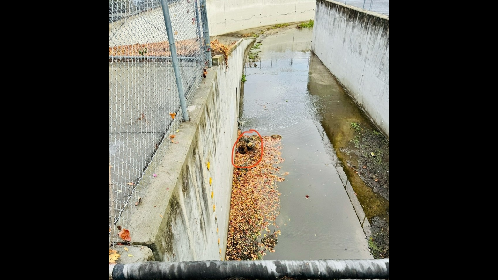 Palo Alto Animal Control Rescues Rotund Rodent in Rare Urban Challenge