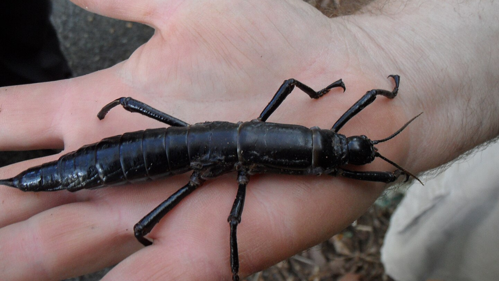 San Diego Zoo's New "Tree Lobsters", Lord Howe Island Stick Insects