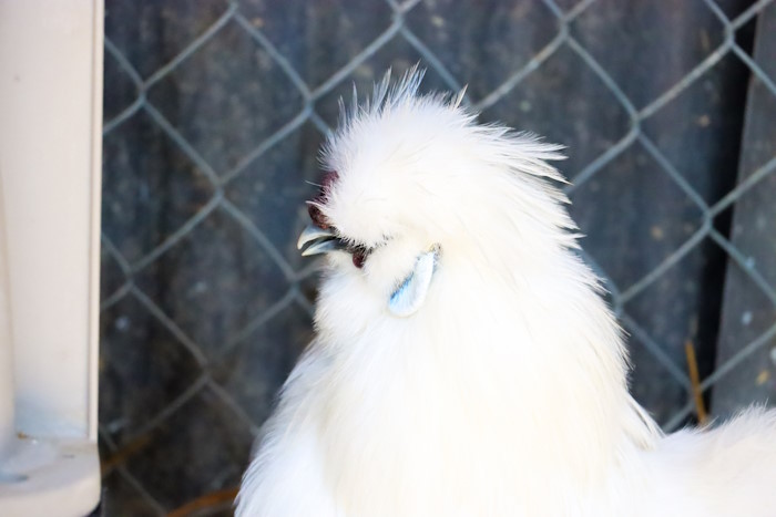 Cher, Britney, Shakira, & 21 Other Chickens Rescued from Inhumane