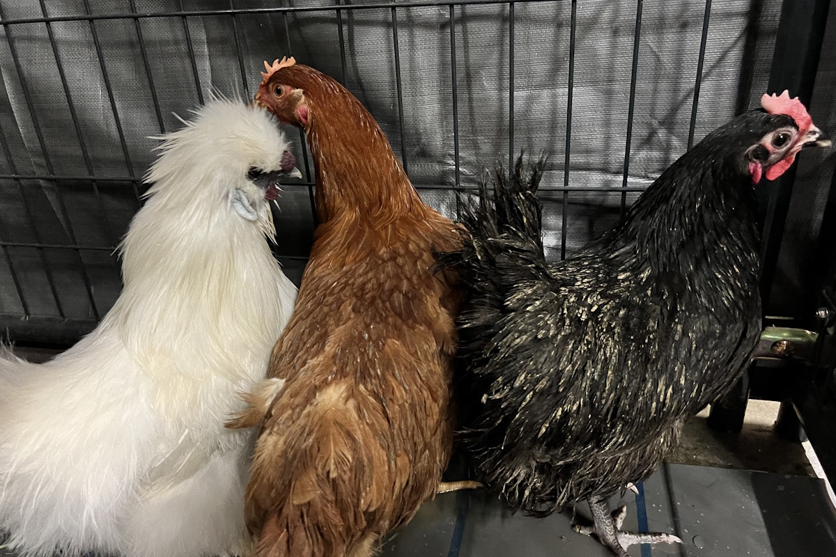 Cher, Britney, Shakira, & 21 Other Chickens Rescued from Inhumane
