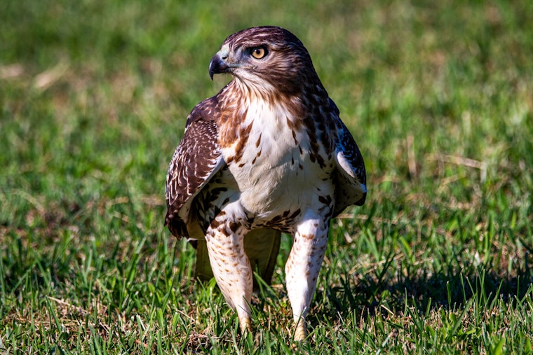 Tuffy the Hawk, Raised by Eagles and Beloved in the San Jose Area,