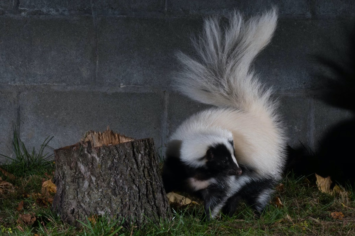 Skunks 'Taking Over' a Point Loma Condo Building Amuse Web Users;