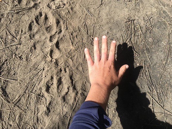 New Gray Wolf Pack Confirmed in California Makes 4 in Total;