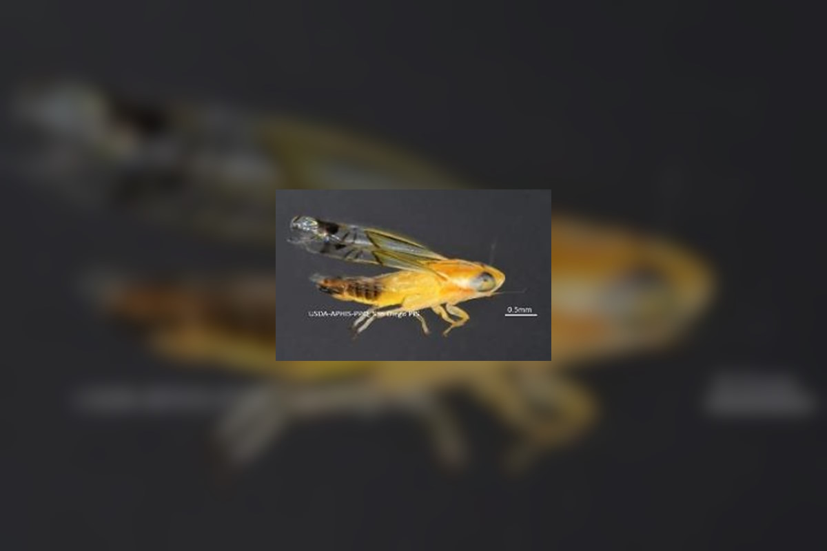 Border Protection in San Diego Finds Invasive Pest for First Time Ever