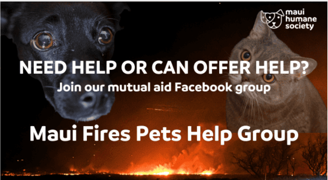 Bay Area Shelters Team Up to Save Dozens of Maui Animals After