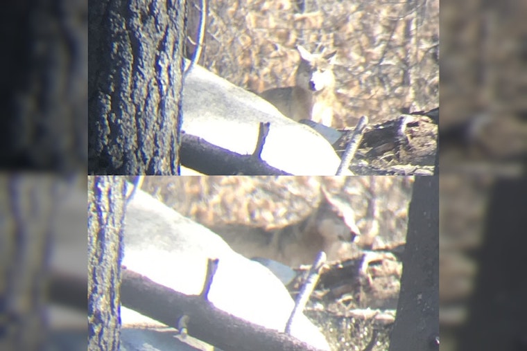 New Gray Wolf Pack Confirmed in California Makes 4 in Total;