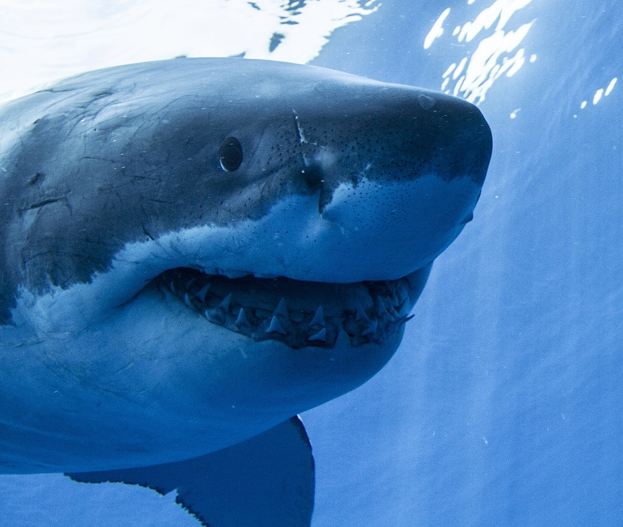 Shark Encounter at Pebble Beach, a Wake-Up Call for Ocean Safety