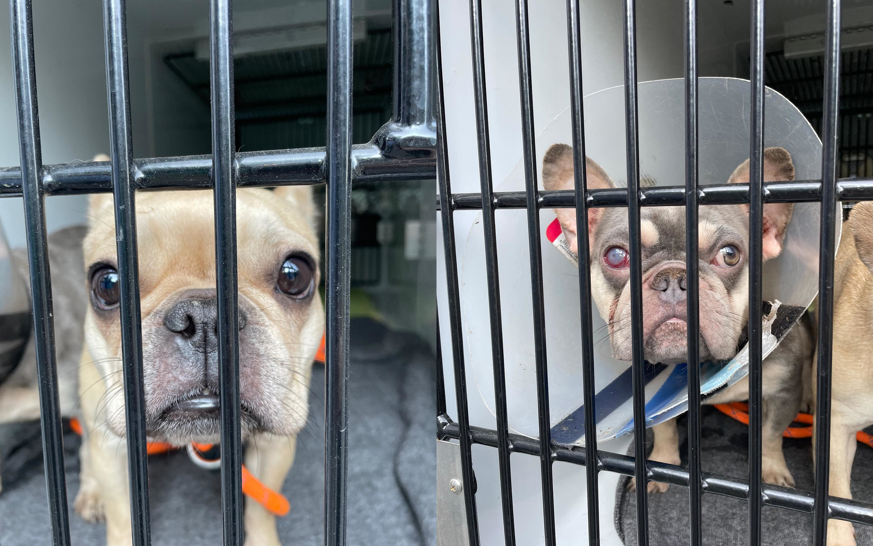 Family Reunited with Missing French Bulldogs After Months-Long Search