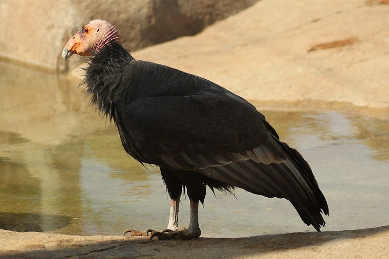 Slain Endangered Condor Found Near San Jose