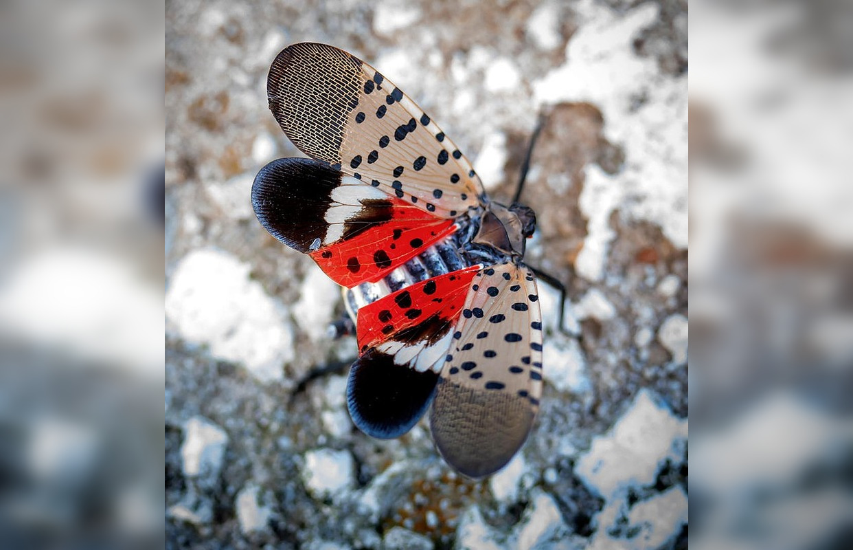 Spotted Lanternfly Invasion Hits Illinois: A Threat to Environment and