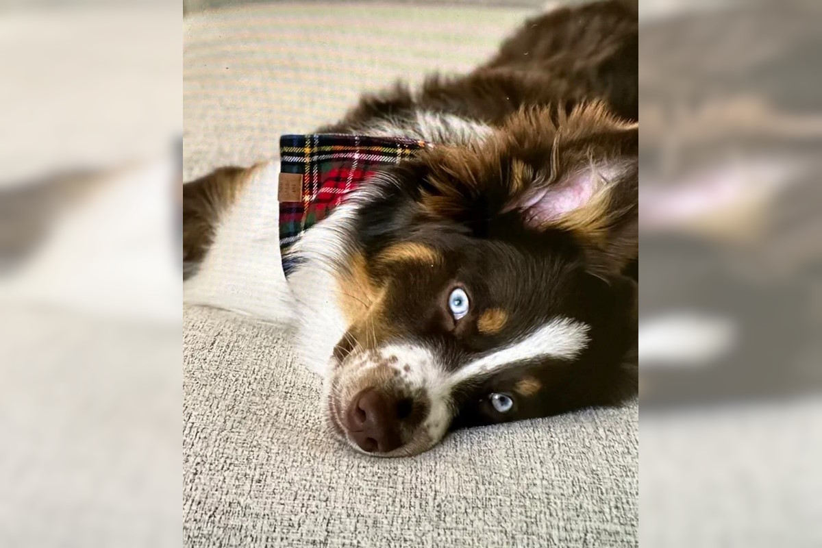 Terrified Dog Returns Home After Running Away When Owner Was Struck by