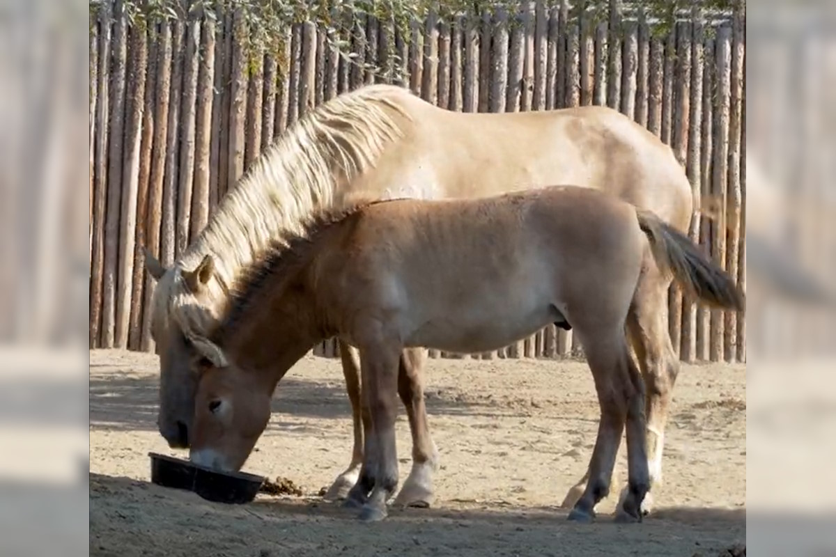 Texas Researchers Clone Extinct "Last Wild Horse" Breed, Now at San