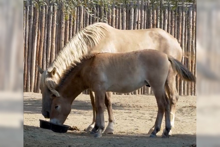 Texas Researchers Clone Extinct "Last Wild Horse" Breed, Now at San