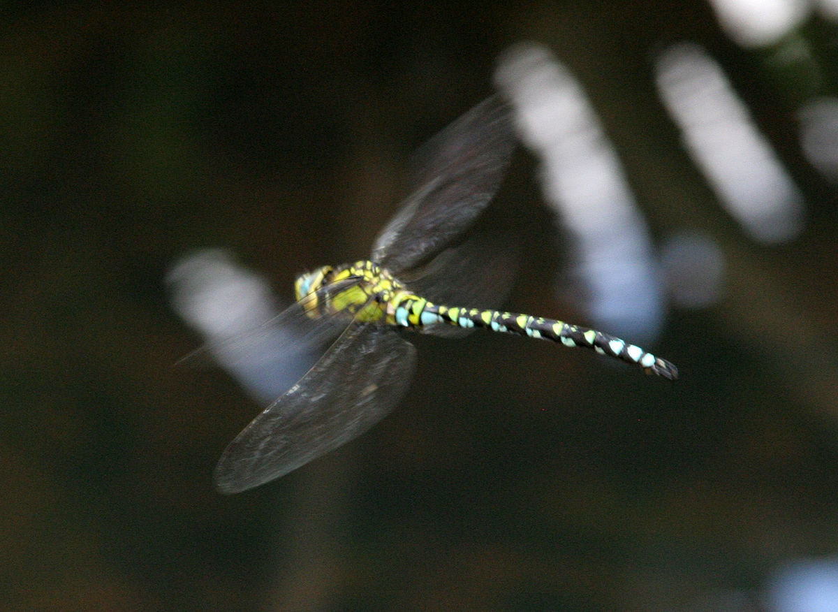 The Incredible Invasion of Dragonflies in Chicago: What's behind the