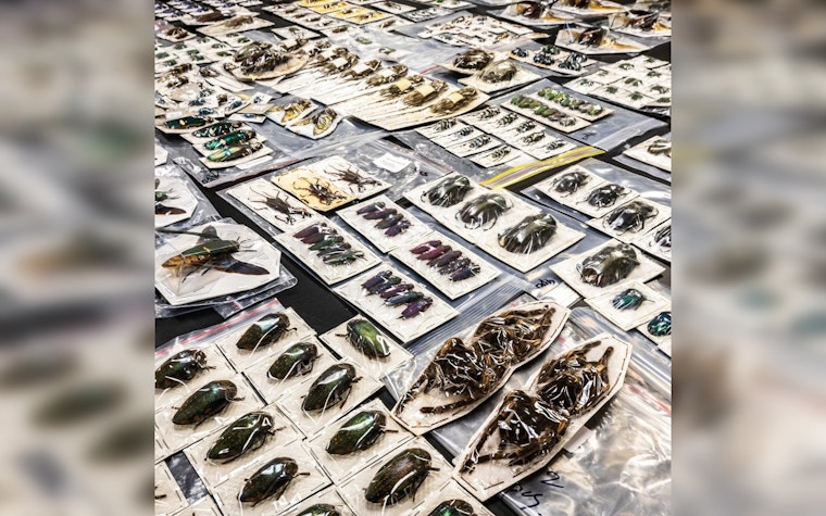 ASU Professor Catalogs Rare Exotic Insects Seized from Black Market