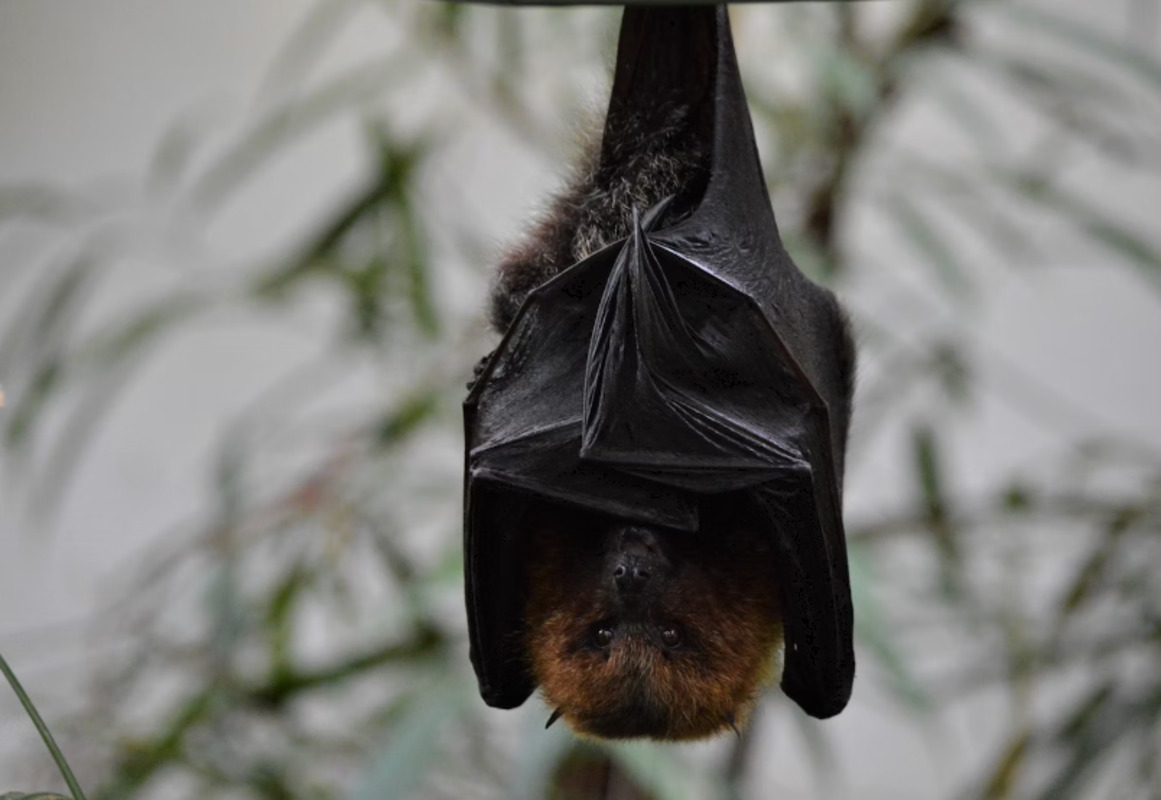 Austin Bat Refuge Nurtures Thousands of Frostbitten Bats to Recovery