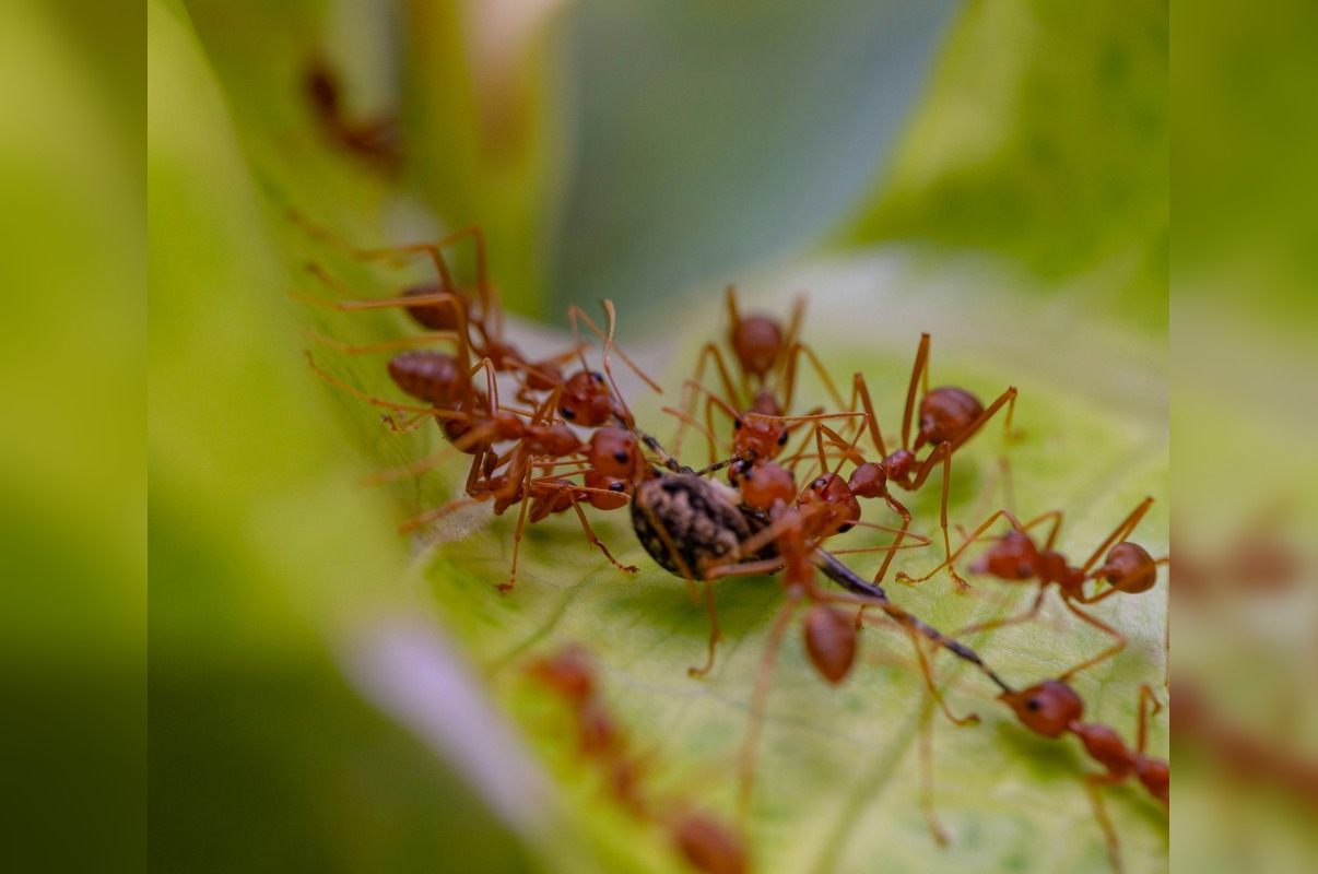 Austin Residents Turn to Organic Strategies Against Fire Ant Menace,