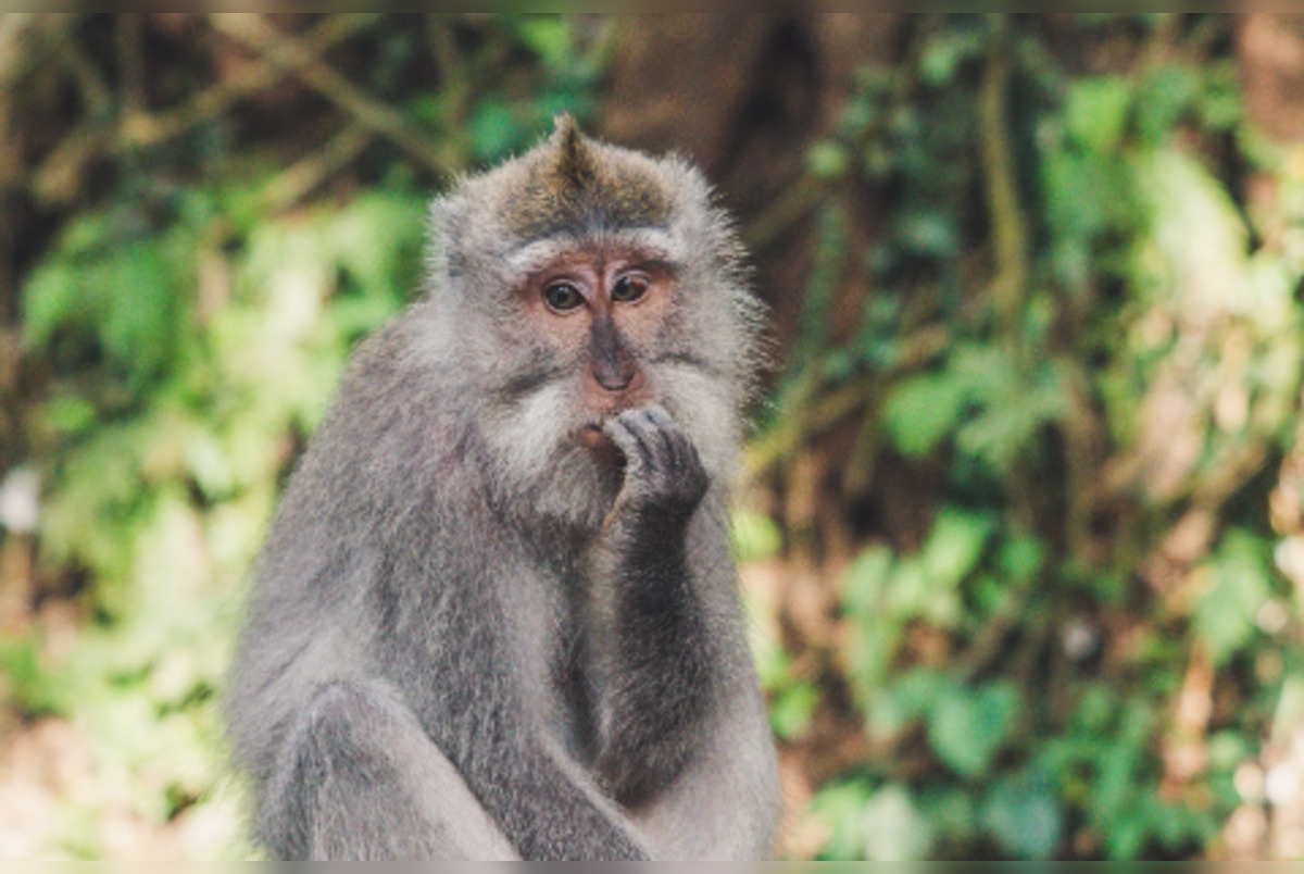 Bainbridge Faces Pushback Over Prospective Largest U.S. Monkey