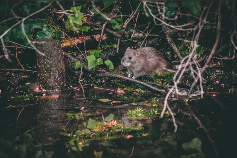 Boston Councilor Ed Flynn Advocates for Creation of a 'Rat Czar' to