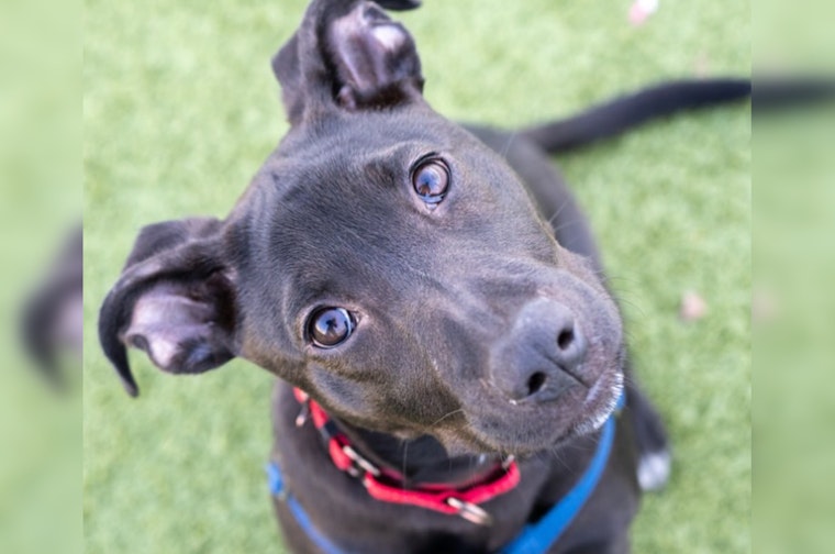 Boston Pioneers Nation's First Animal Cruelty Task Force to Combat