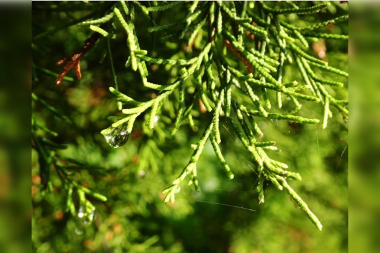 Central Texas Allergy Sufferers Face Intense Cedar Pollen Season, High