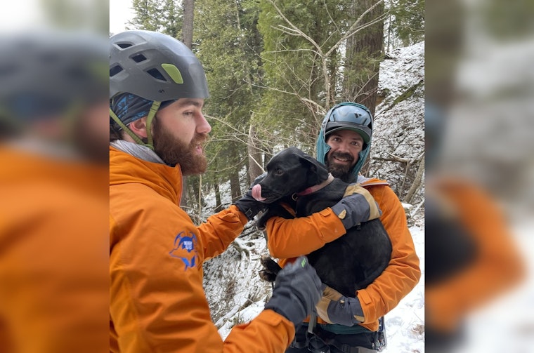 Dog Survives 60-Foot Fall at Pictured Rocks in Michigan, Rescued by
