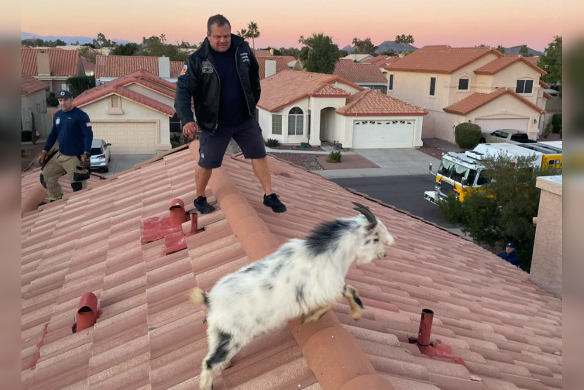 Glendale Fire Department Swaps Hoses for Hooves in Unconventional Goat