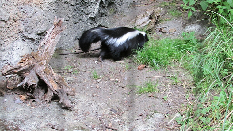 Grapevine Police Issue Rabies Alert After Skunk Tests Positive for