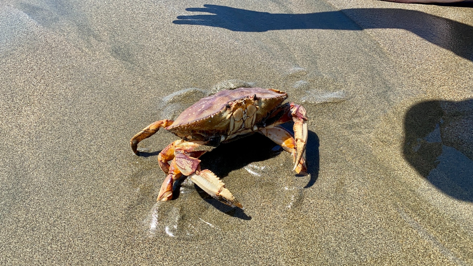 California Might Pinch Official State Crustacean Title for Dungeness