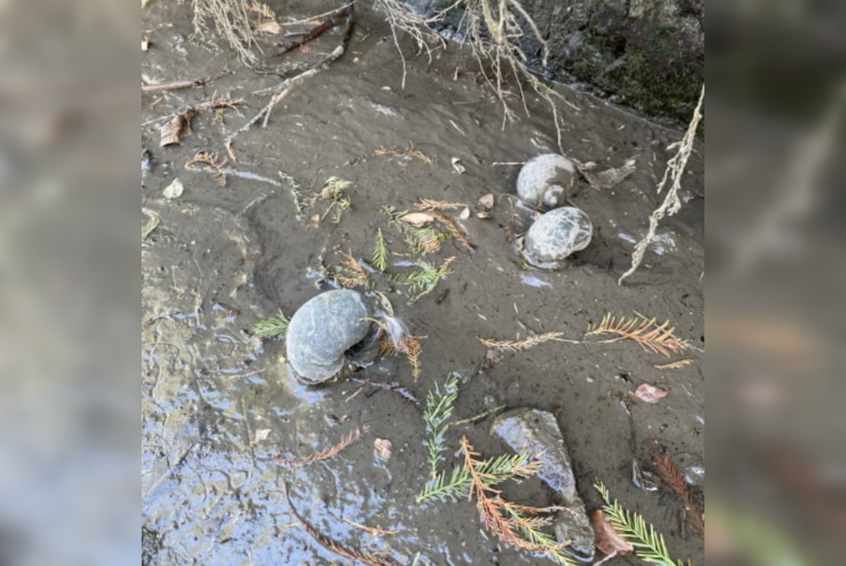 San Antonio Engages in the Fight Against Invasive Apple Snails on the