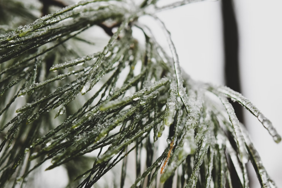 San Antonio Faces Freezing Martin Luther King Jr. Day, Icy Conditions