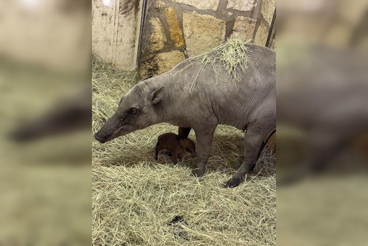 San Antonio Zoo Rings in New Year with First Ever Babirusa Piglet,