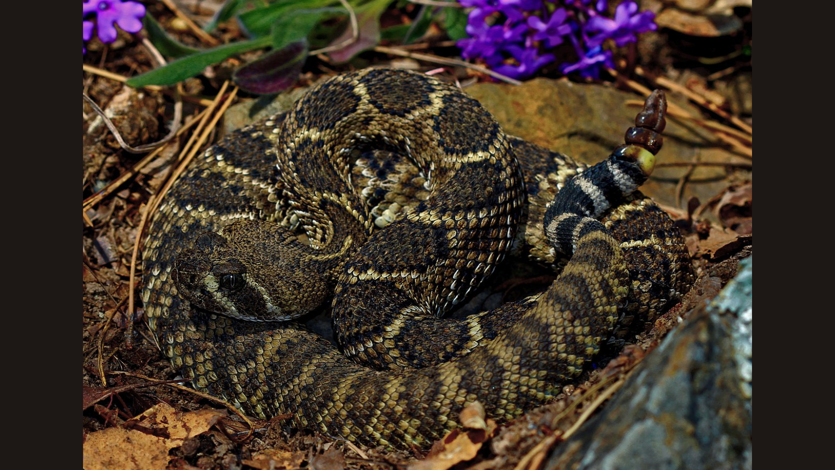 San Diego Zoo and SDSU Unveil Revolutionary Non-Invasive Rattlesnake