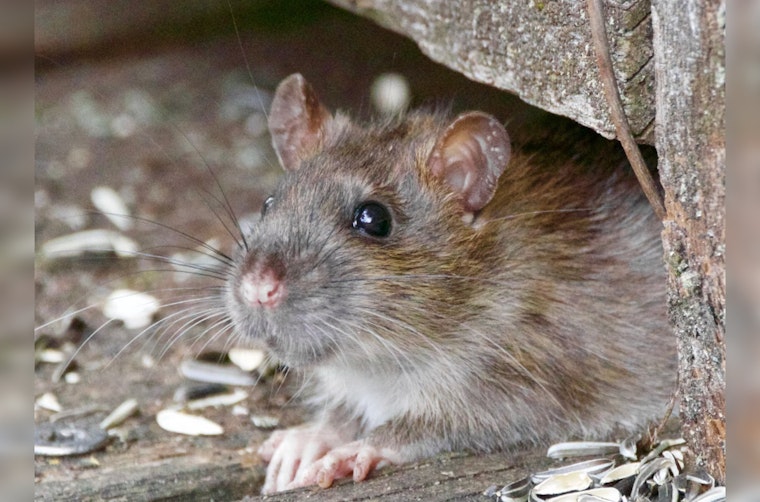 Suspect with Pet Rats Arrested at Haymarket MBTA Station on Multiple
