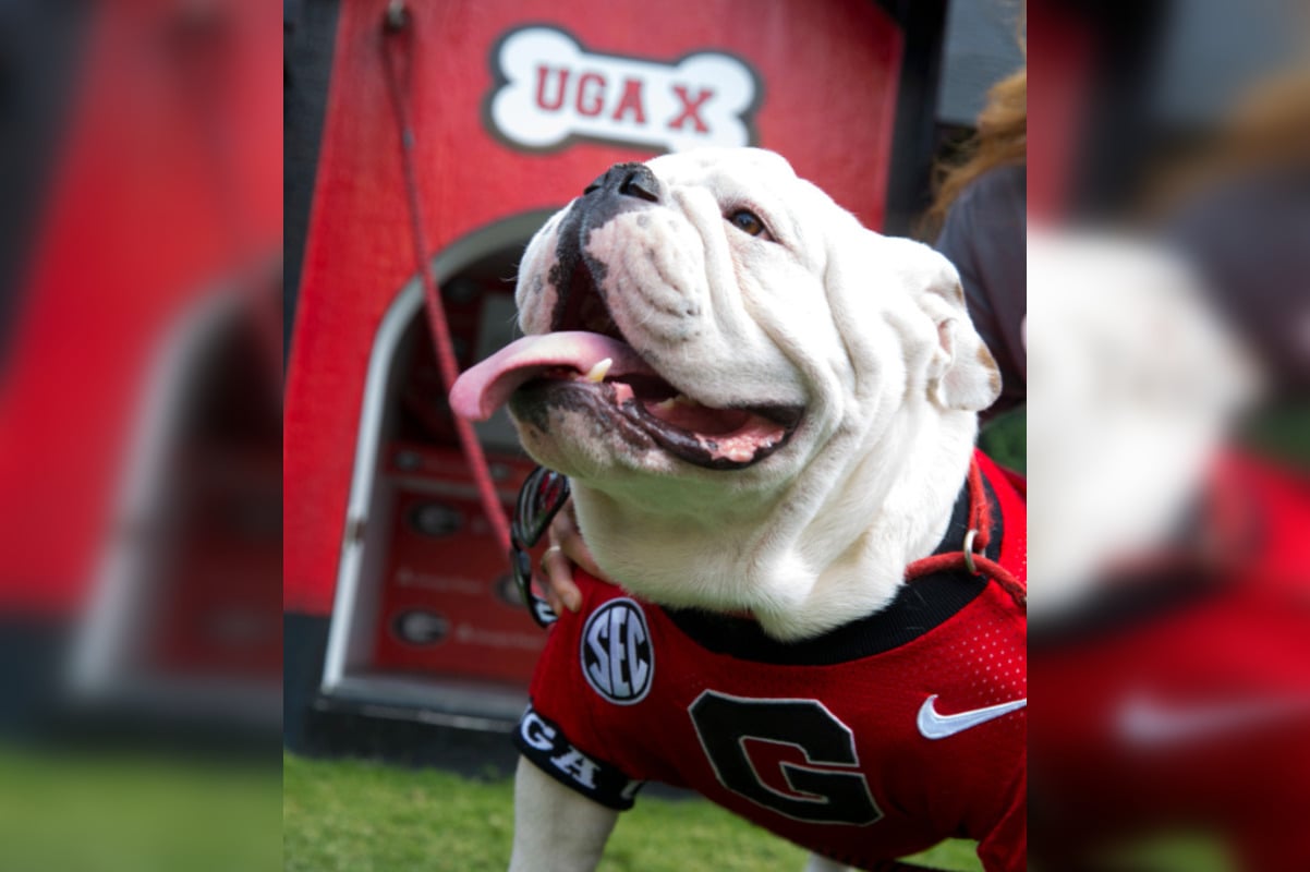 University of Georgia's Most Decorated Mascot, Uga X "Que," Passes