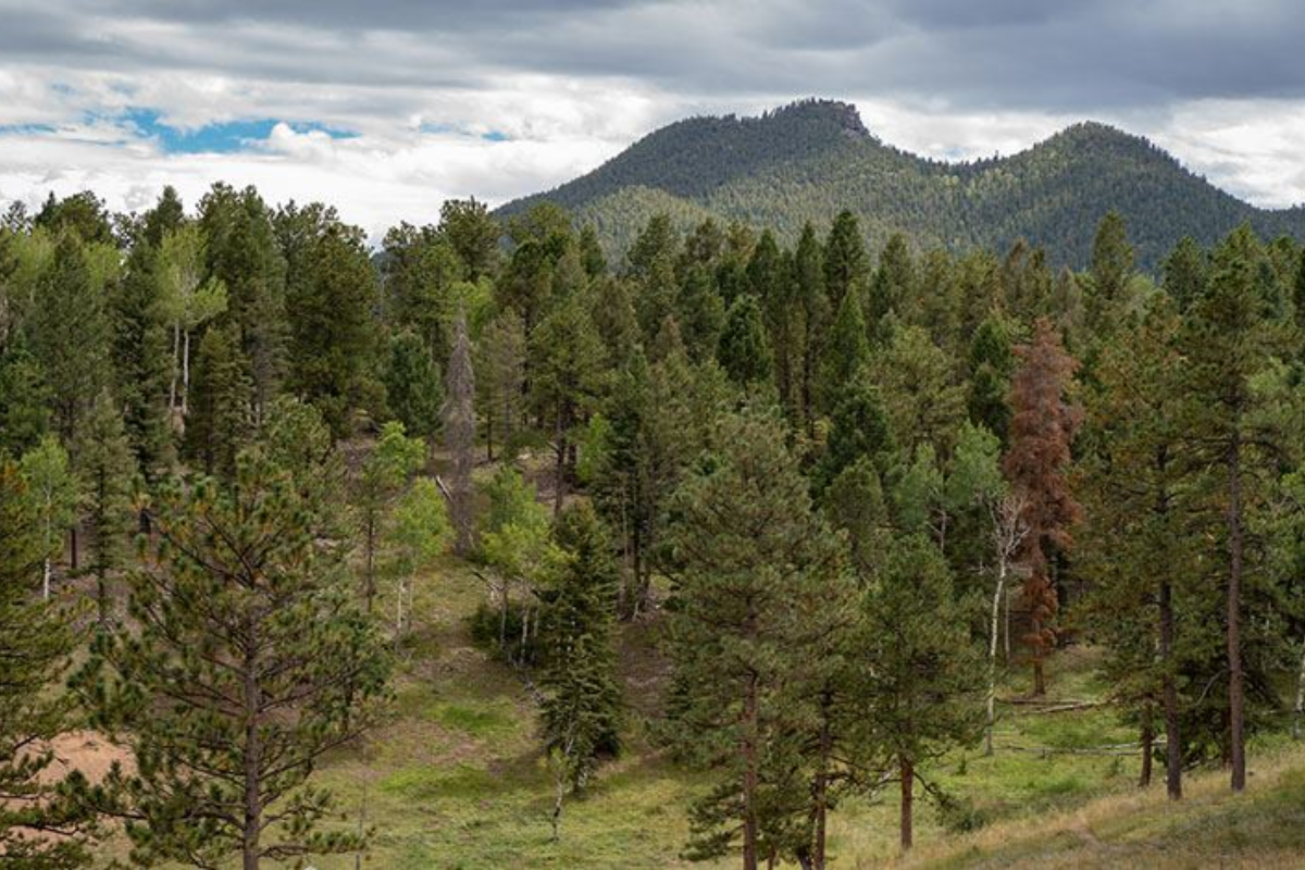 Beaver Ranch Park in Conifer Set for Upgrades: Locals Invited to Open