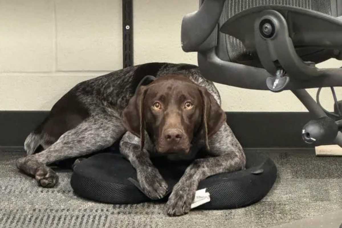 Davis County Authorities Seek Public Help in Locating Missing K9